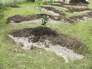Fish Scale Swales and Fruit Trees